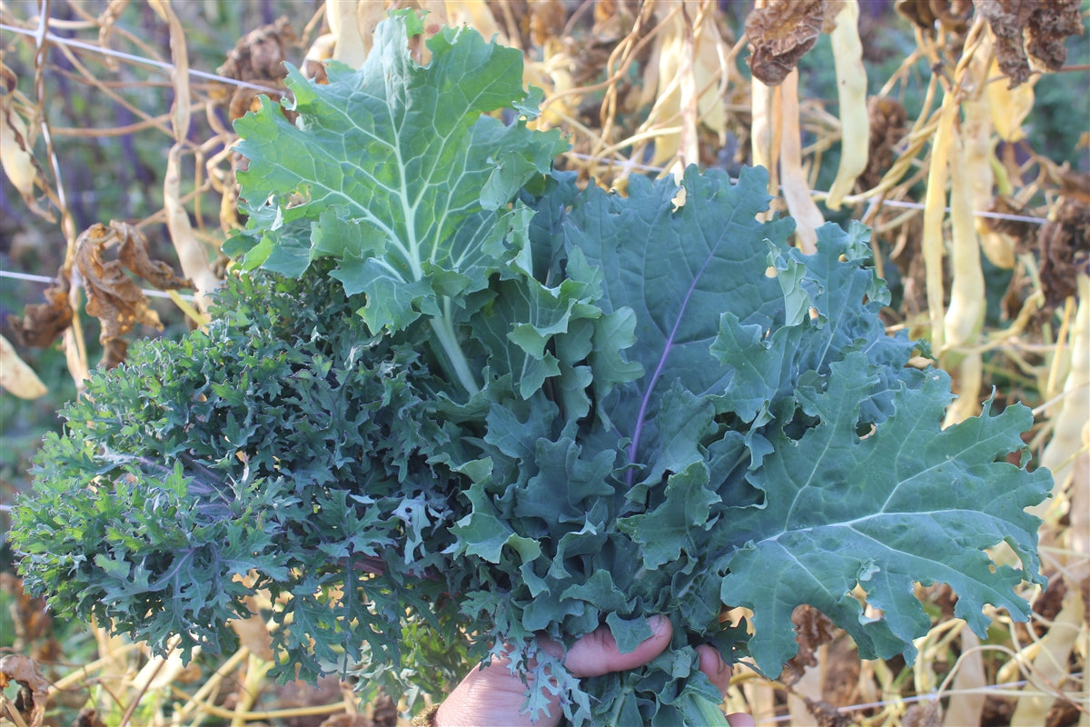 Kale Mix - Grown in Nova Scotia Canada — Annapolis Seeds