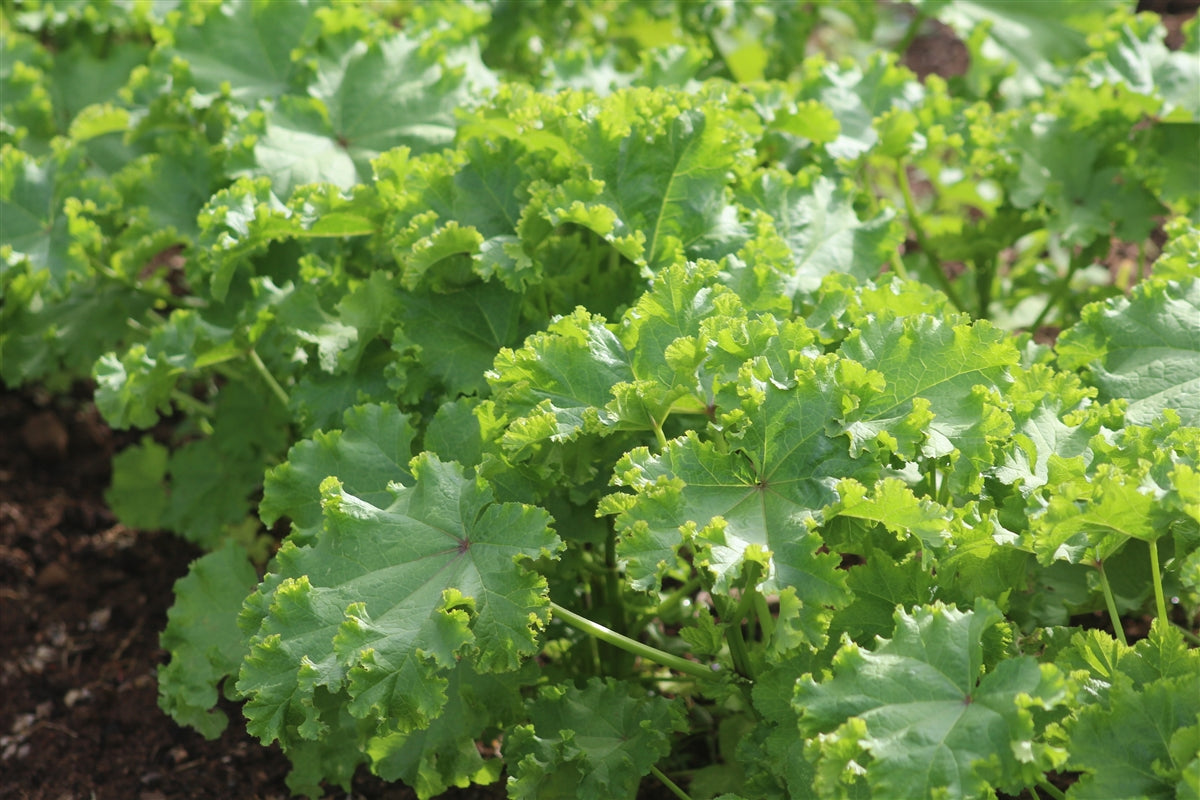 Chinese Salad Mallow Seeds - Grown in Nova Scotia Canada — Annapolis Seeds