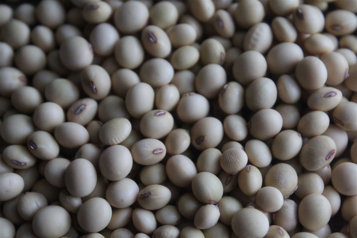 Natto Soybean Seeds - Grown in Nova Scotia — Annapolis Seeds