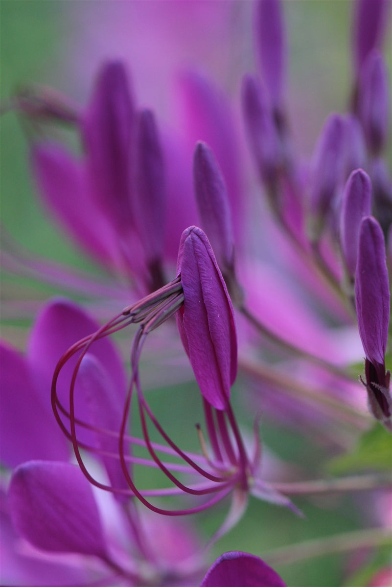 Mixed Cleome Seeds - Grown in Nova Scotia — Annapolis Seeds