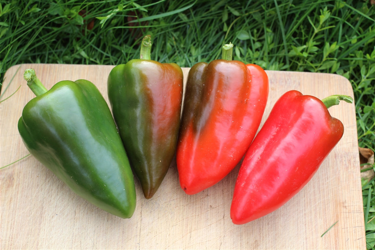 Sweet Apple Pepper — Annapolis Seeds