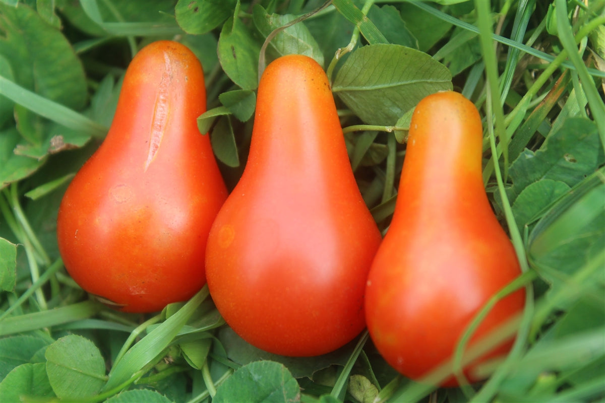 Red Pear Tomato Seeds - Grown in Nova Scotia — Annapolis Seeds