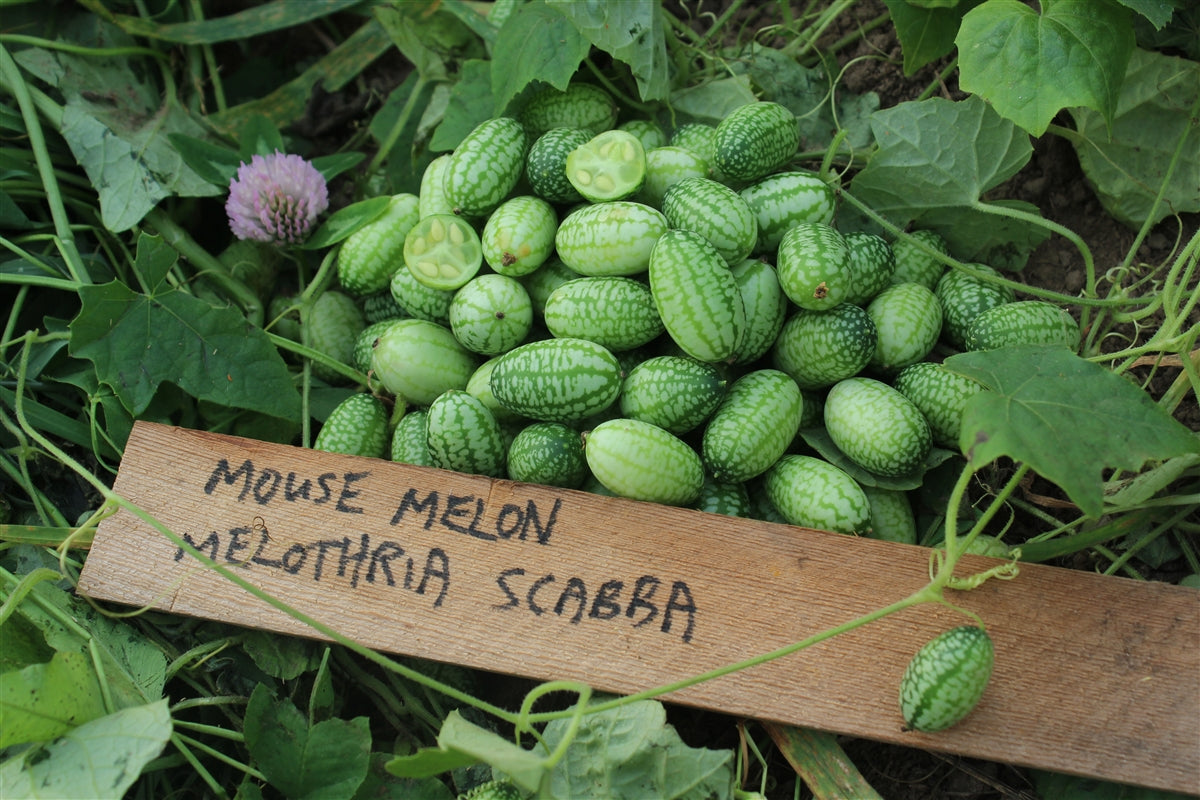 Cucamelon (Mouse Melon) Seeds - Grown in Nova Scotia Canada — Annapolis ...