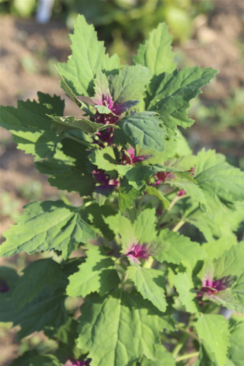 Magenta Spreen Seeds - Grown in Nova Scotia Canada — Annapolis Seeds