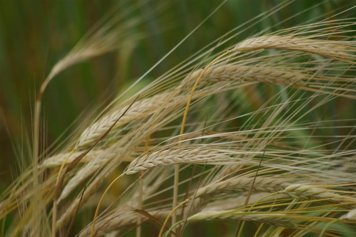 Ethiopian Hulless Barley — Annapolis Seeds