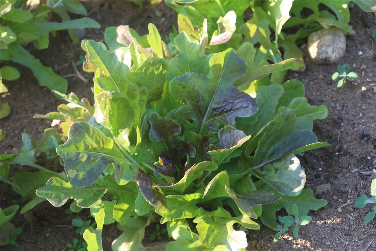 Oaky Red Splash Lettuce Seeds - Grown in Nova Scotia — Annapolis Seeds