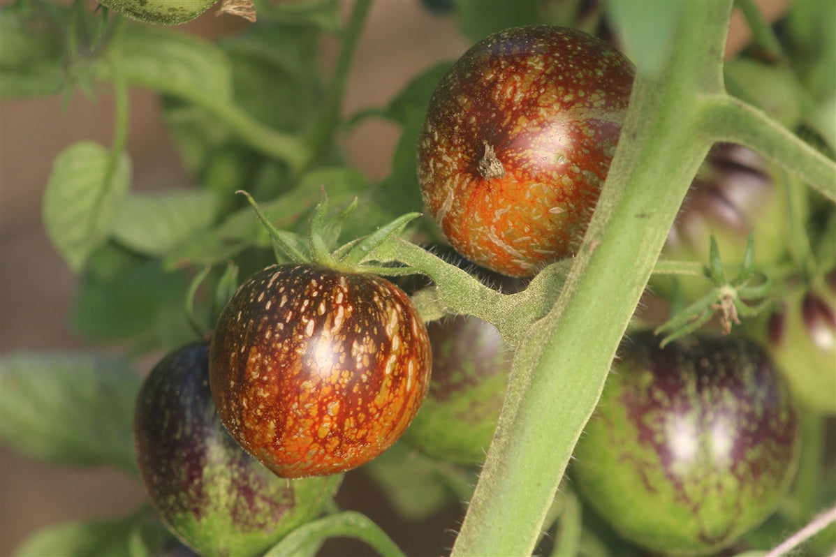Dark Galaxy Tomato Seeds - Grown in Nova Scotia Canada — Annapolis Seeds