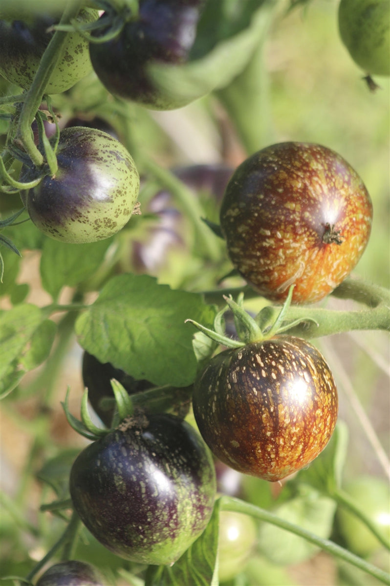 Dark Galaxy Tomato Seeds - Grown in Nova Scotia Canada — Annapolis Seeds