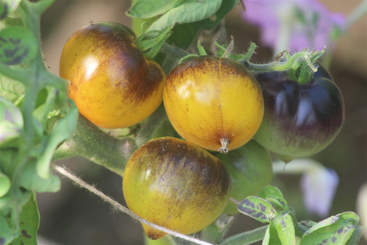 Blue Gold Tomato Seeds - Grown in Nova Scotia Canada — Annapolis Seeds