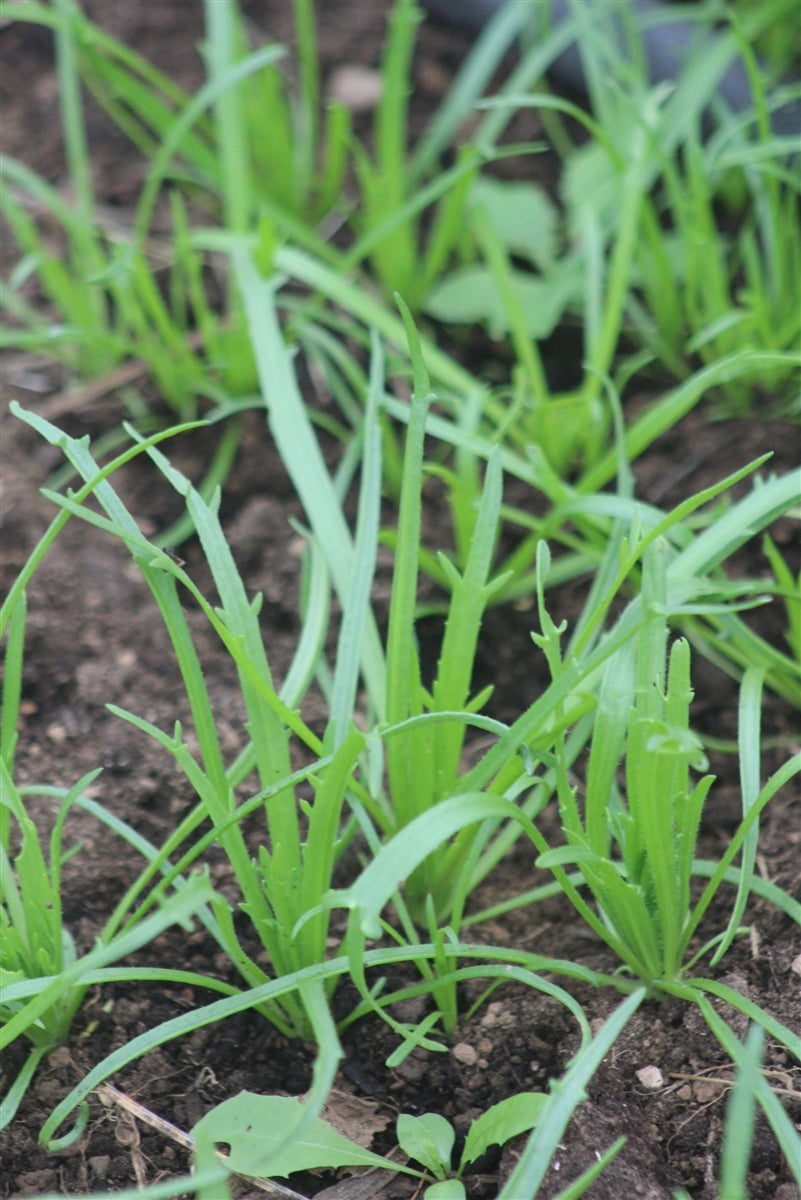 Erba Stella - Minutina (Plantago coronopus) — Annapolis Seeds