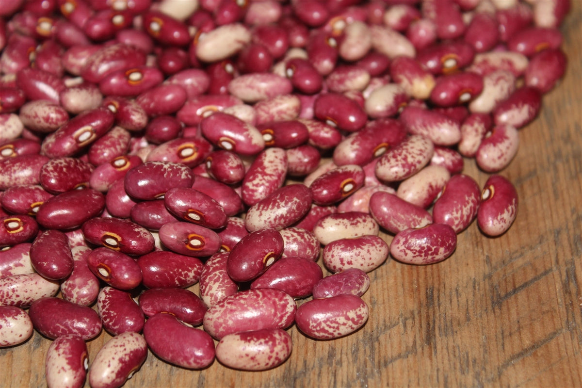 Baccicia Bean — Annapolis Seeds