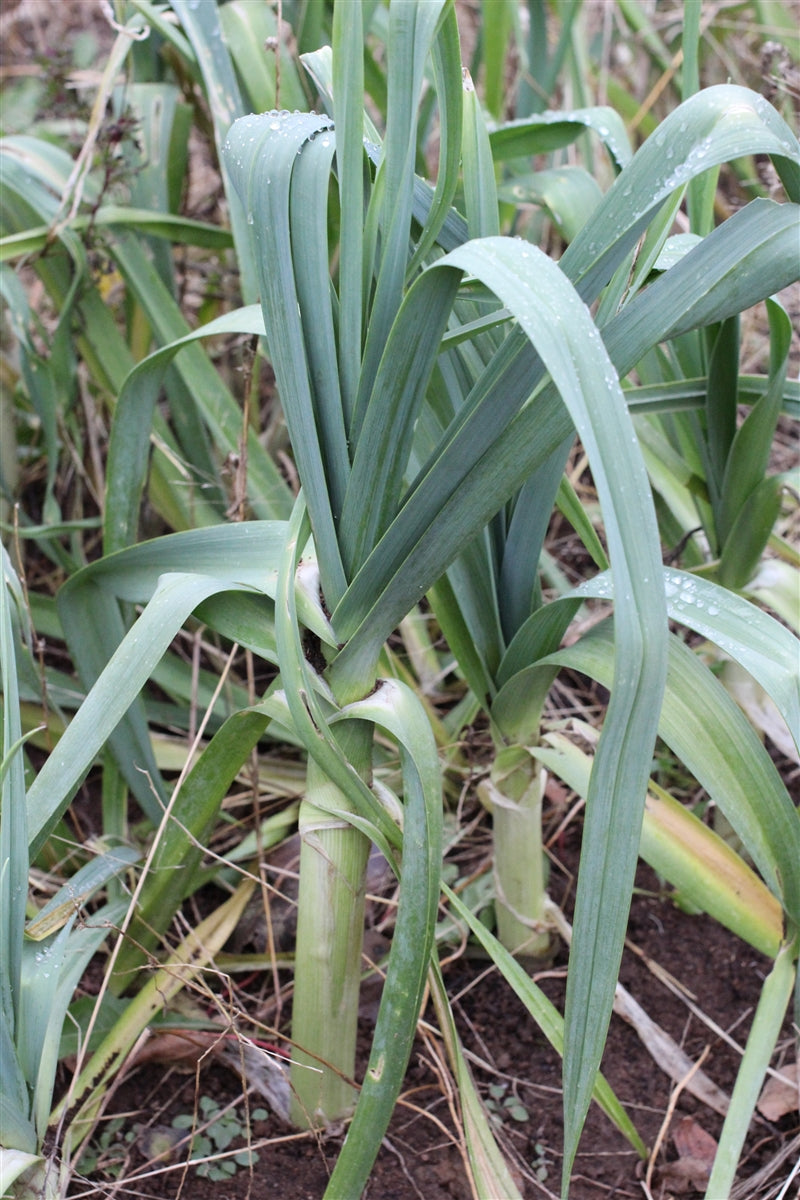 Giant Musselburgh Leek — Annapolis Seeds