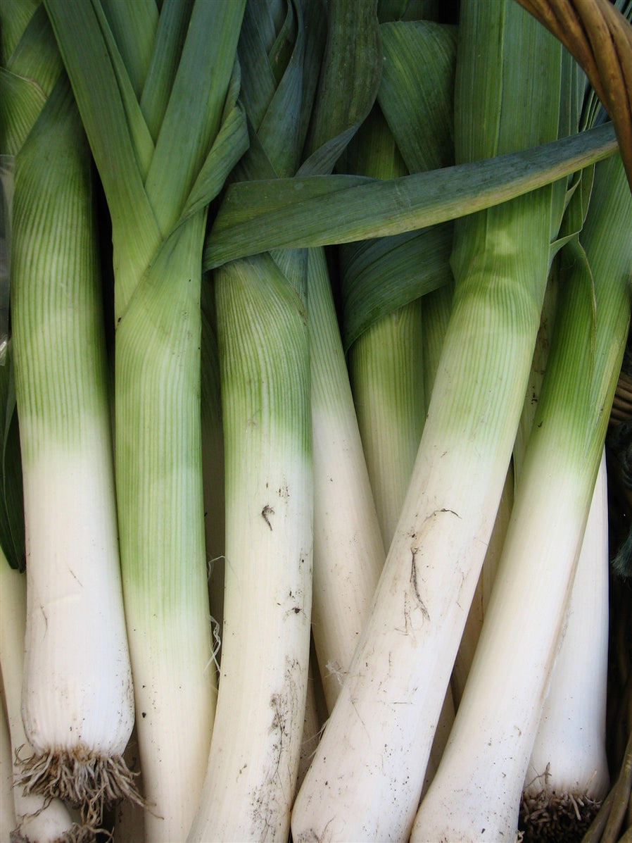 King Richard Leek Seeds - Grown in Nova Scotia Canada — Annapolis Seeds