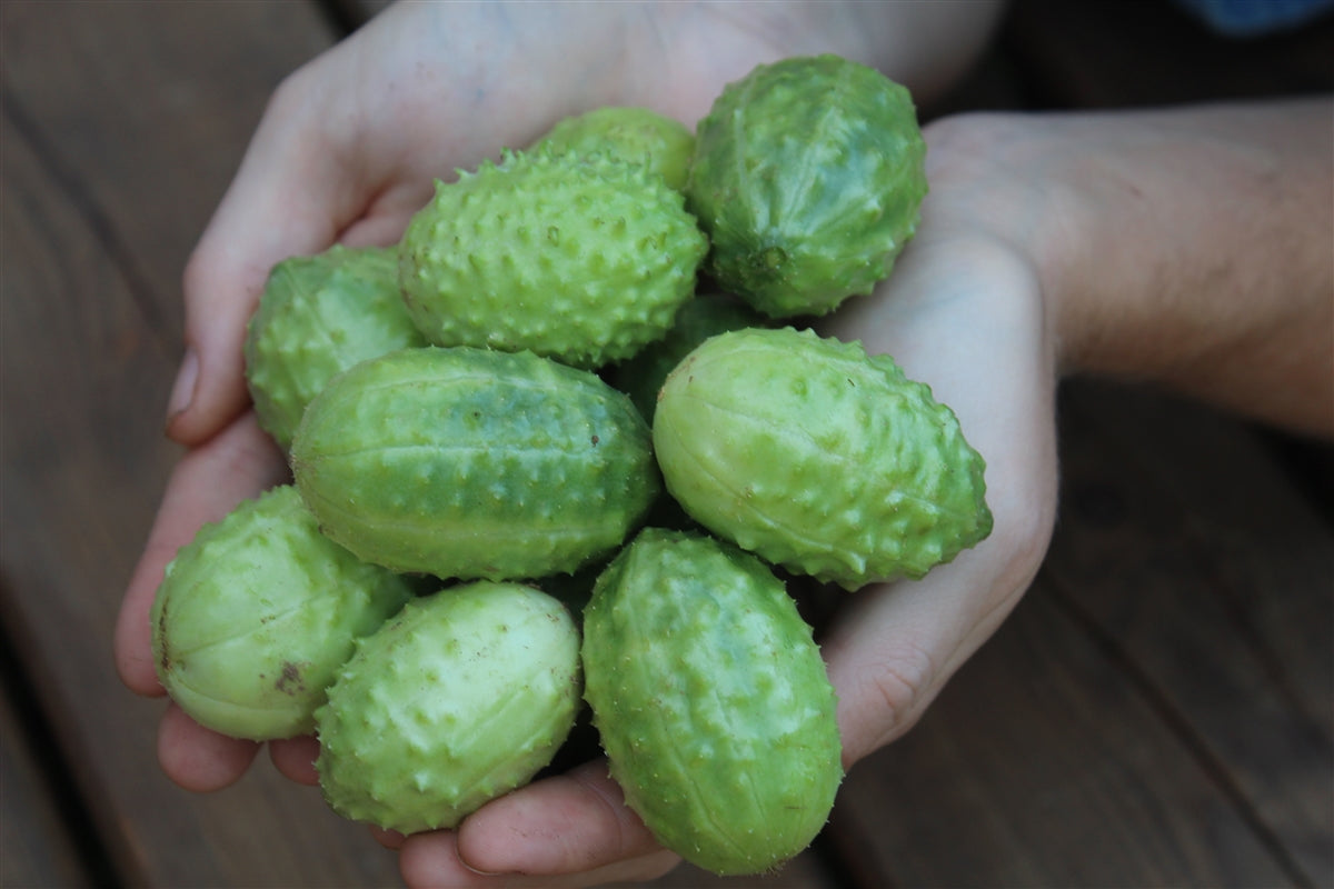 Jamaican Burr Gherkin (Cucumis anguria) Seeds - Grown in Nova Scotia ...