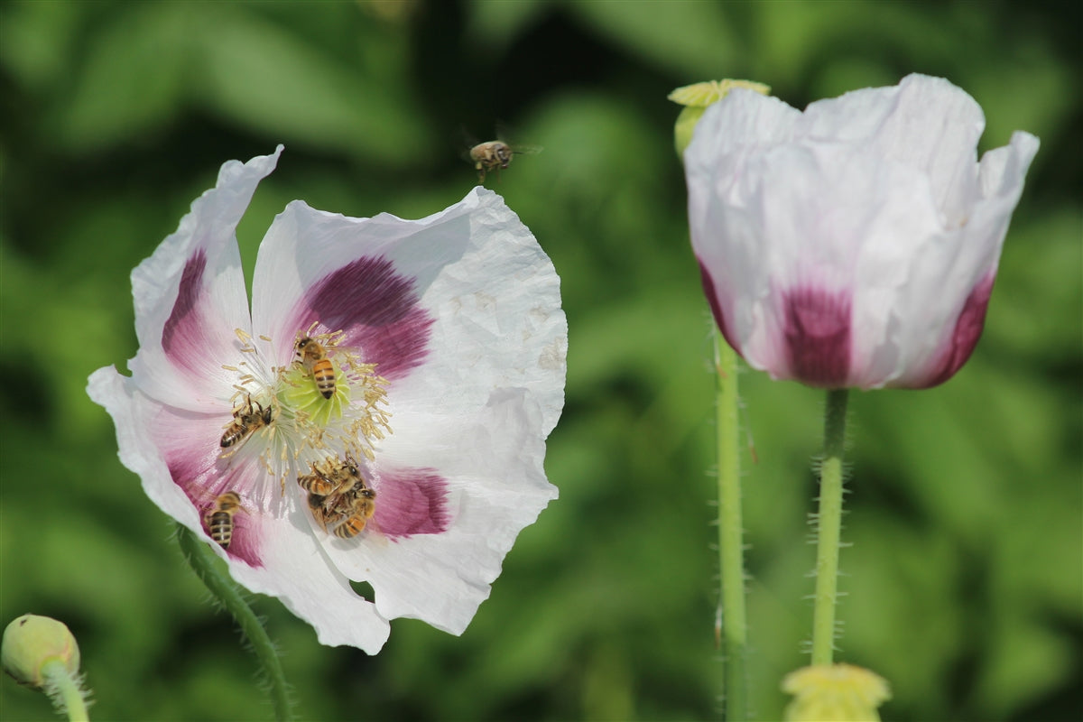 Ziar Breadseed Poppy Seeds - Grown in Nova Scotia — Annapolis Seeds