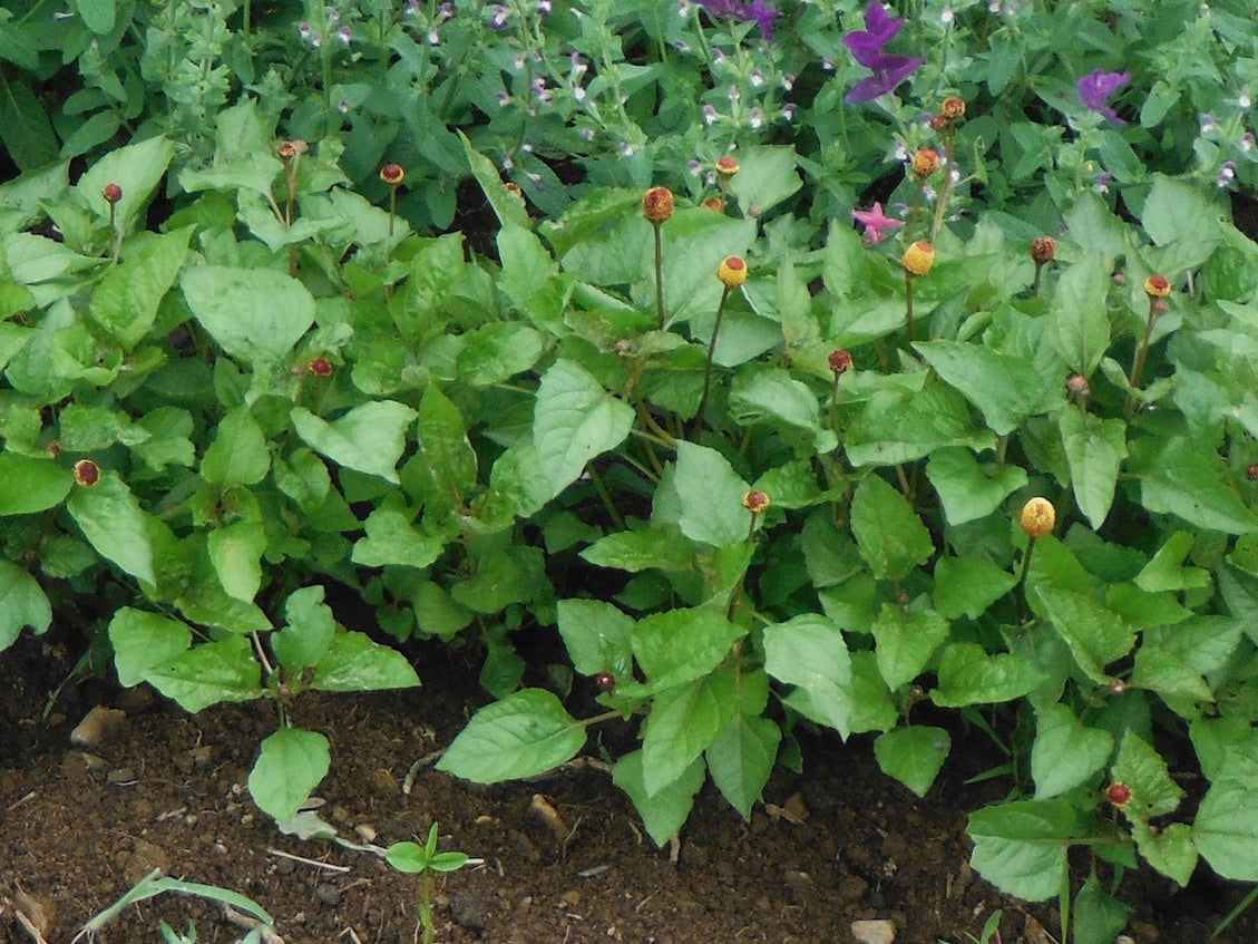 Spilanthes Seeds (Acmella oleracea) — Annapolis Seeds