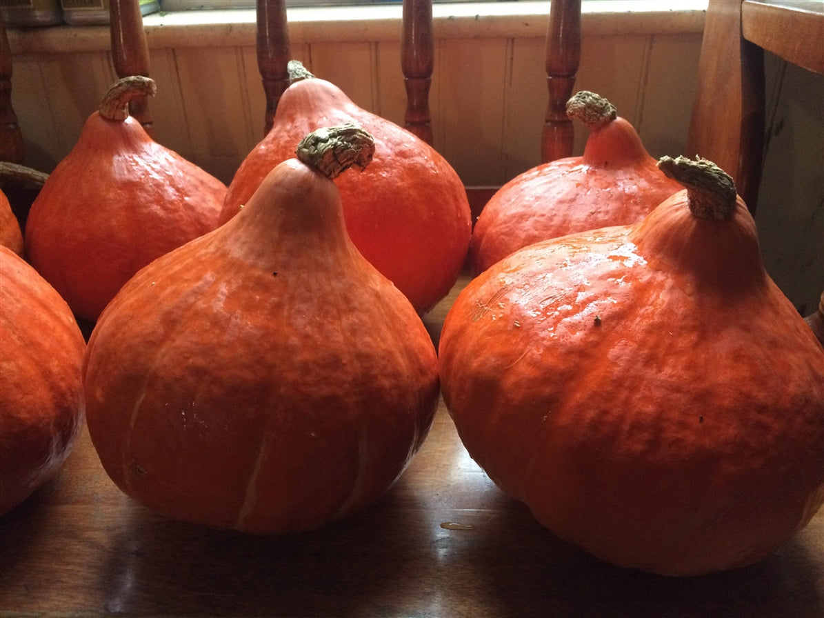 Red Kuri Winter Squash - Seeds Grown in Nova Scotia — Annapolis Seeds