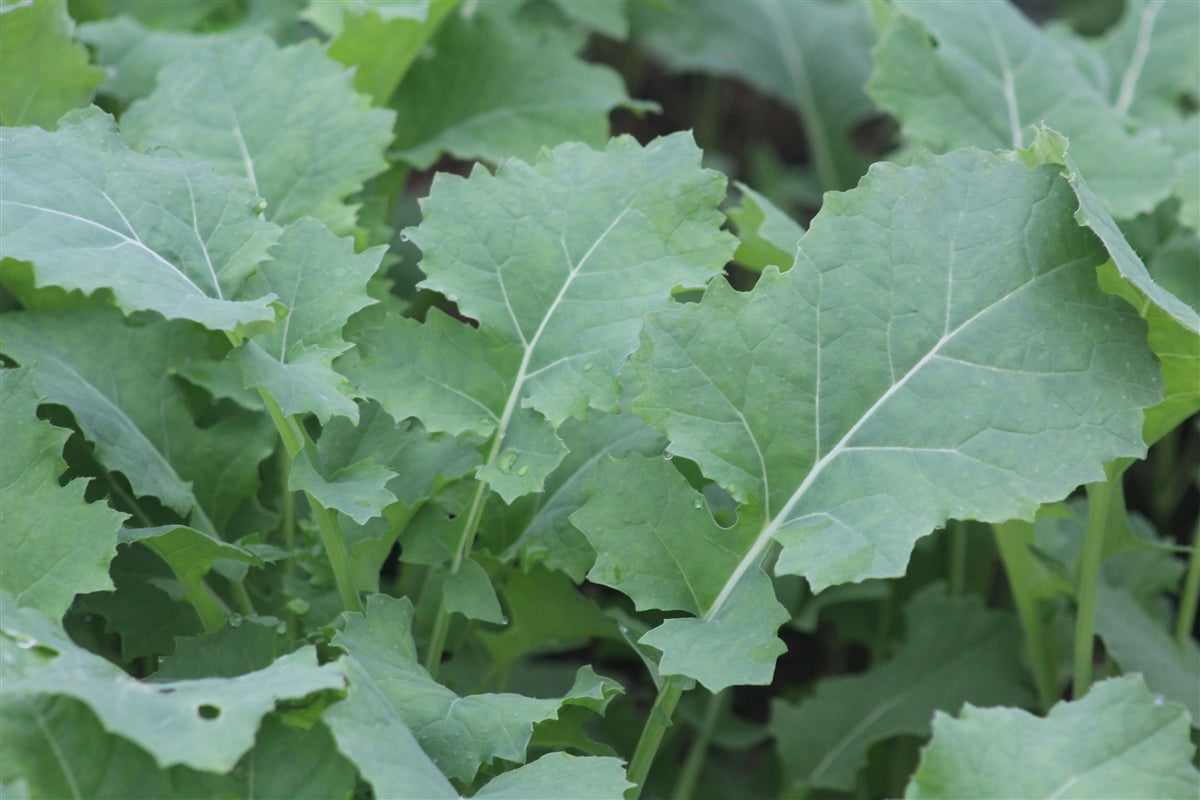 Judy's Kale Seeds - Grown in Nova Scotia Canada — Annapolis Seeds