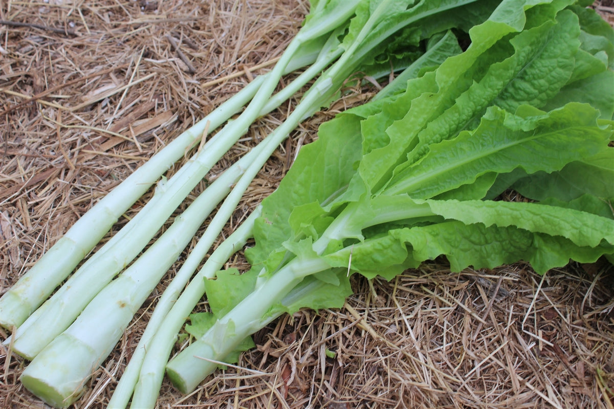 Celtuce (Celery Lettuce) Seeds - Grown in Nova Scotia Canada ...