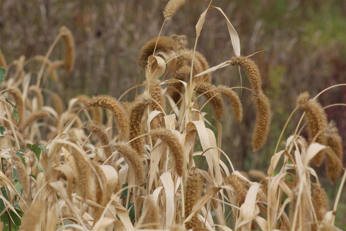 German Foxtail Millet - Heirloom Seeds Grown in Nova Scotia — Annapolis ...