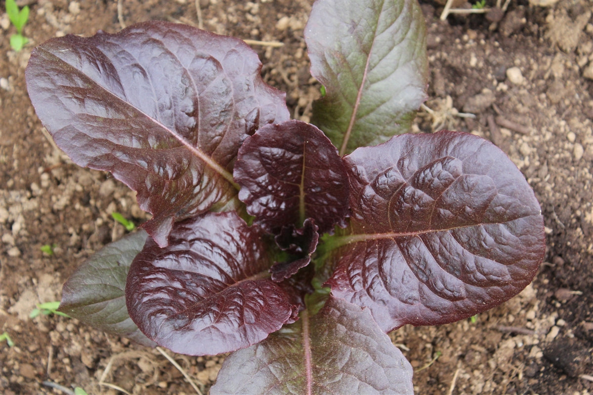 Bakito Lettuce Seeds - Grown in Nova Scotia Canada — Annapolis Seeds