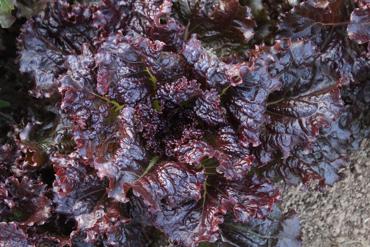Purplus Lettuce Seeds - Grown in Nova Scotia — Annapolis Seeds