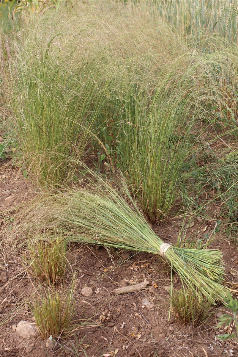 Teff - Seeds Grown in Nova Scotia — Annapolis Seeds