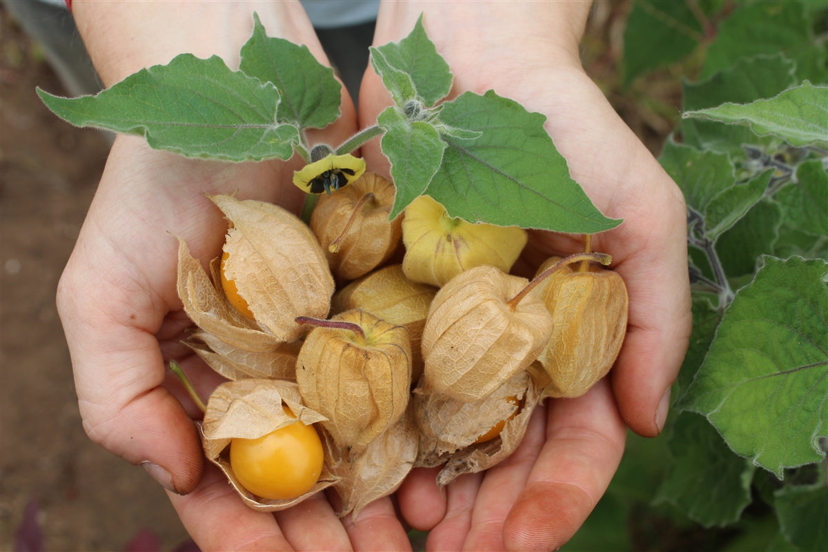 Inca Berry (Physalis peruviana) Seeds - Grown in Nova Scotia Canada ...