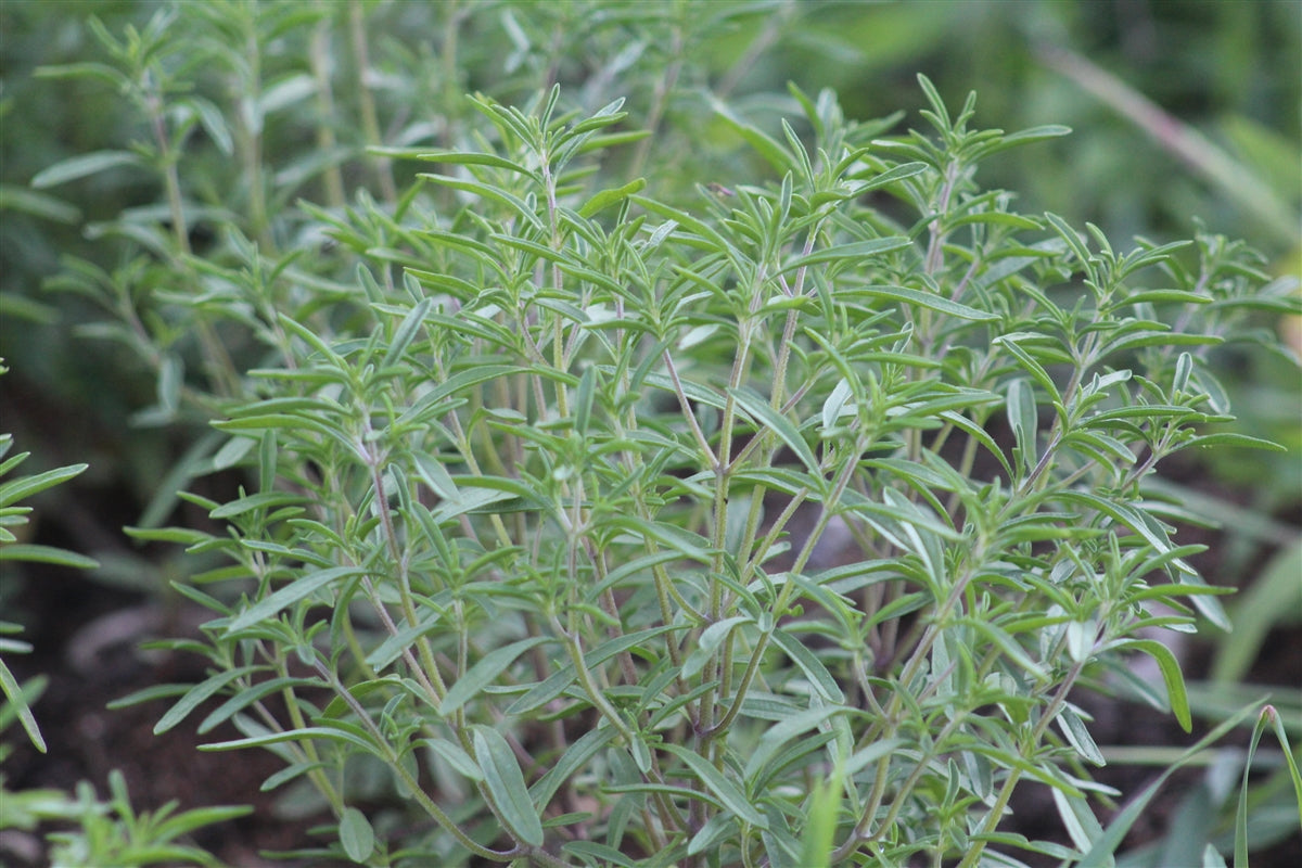 Lebanese Zaatar Seeds - Grown in Nova Scotia Canada — Annapolis Seeds