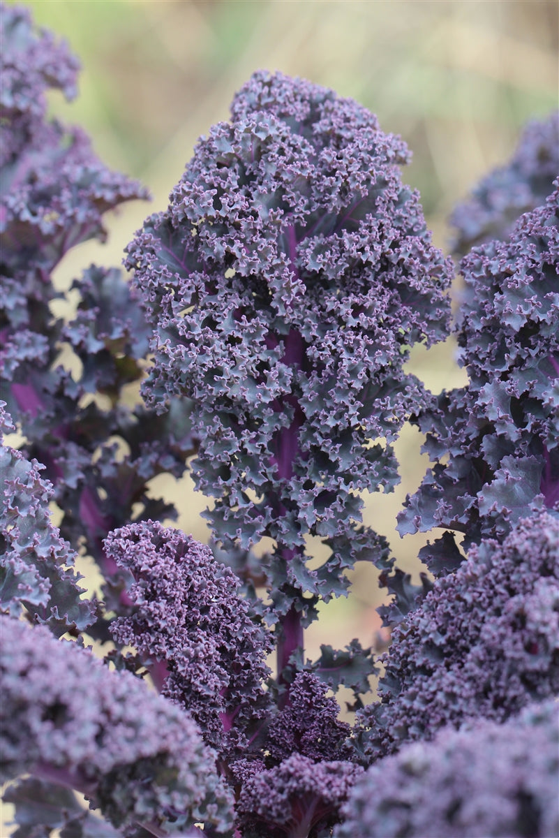 Scarlet Kale Seeds - Grown in Nova Scotia — Annapolis Seeds