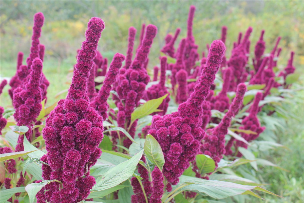 Elephant Head Amaranth Seeds - Grown in Nova Scotia Canada — Annapolis ...