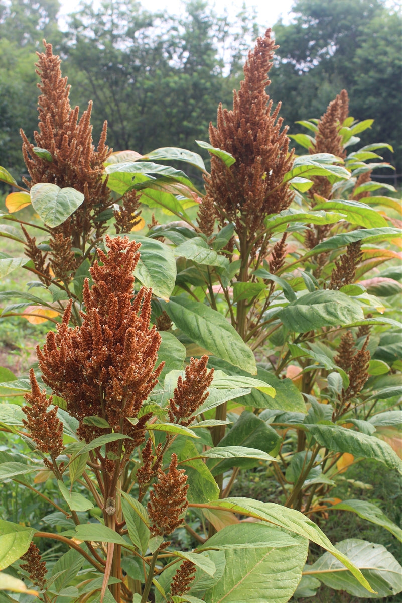 Golden Giant Amaranth — Annapolis Seeds