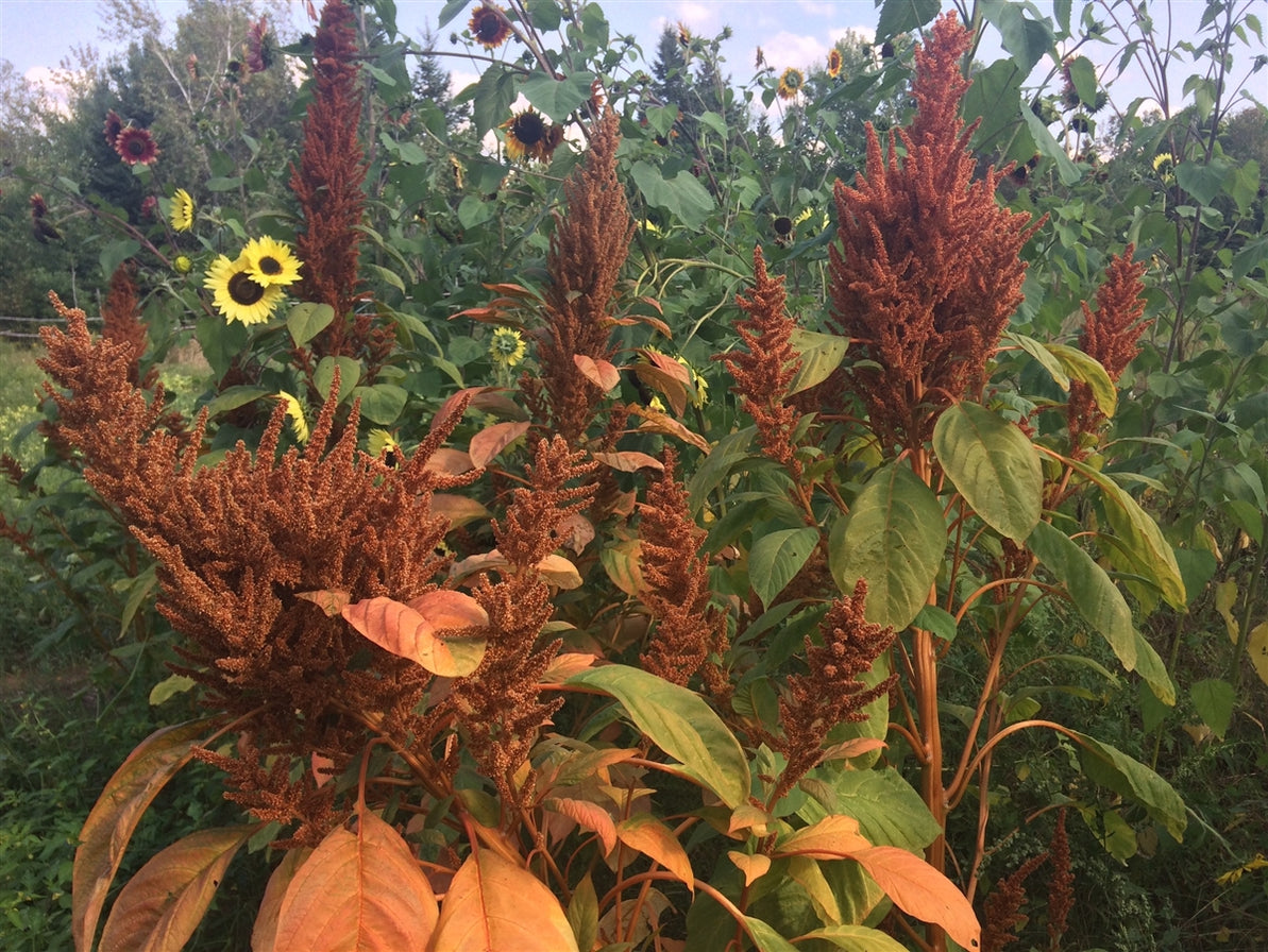 Golden Giant Amaranth — Annapolis Seeds