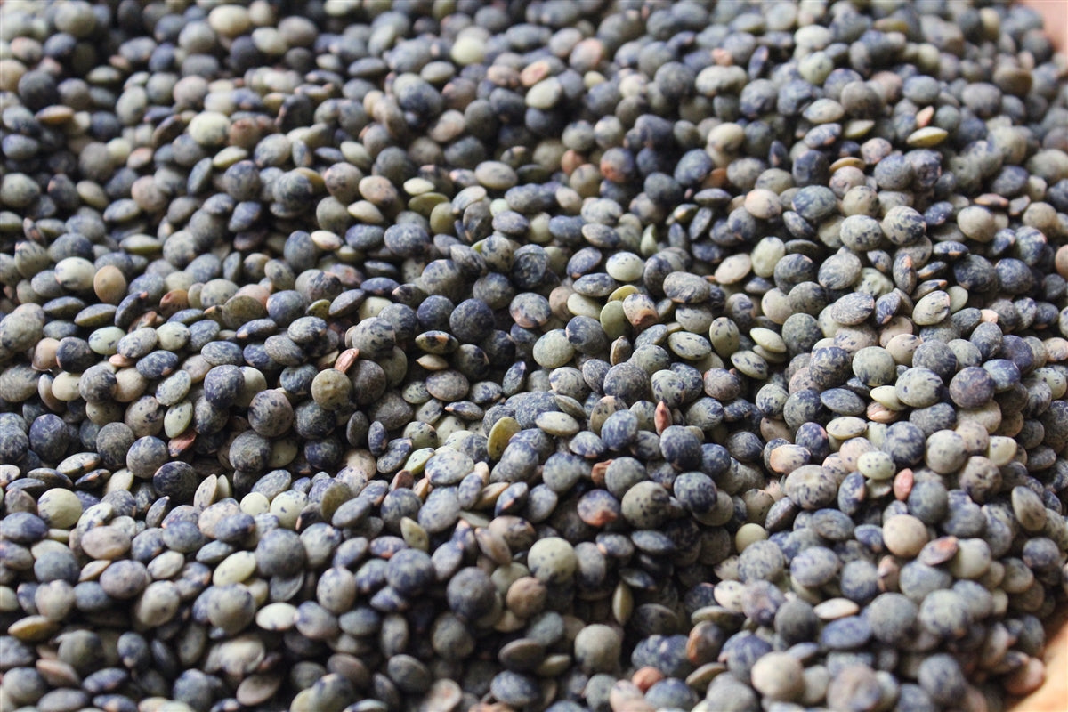 Earth Lentil Seeds - Grown in Nova Scotia Canada — Annapolis Seeds
