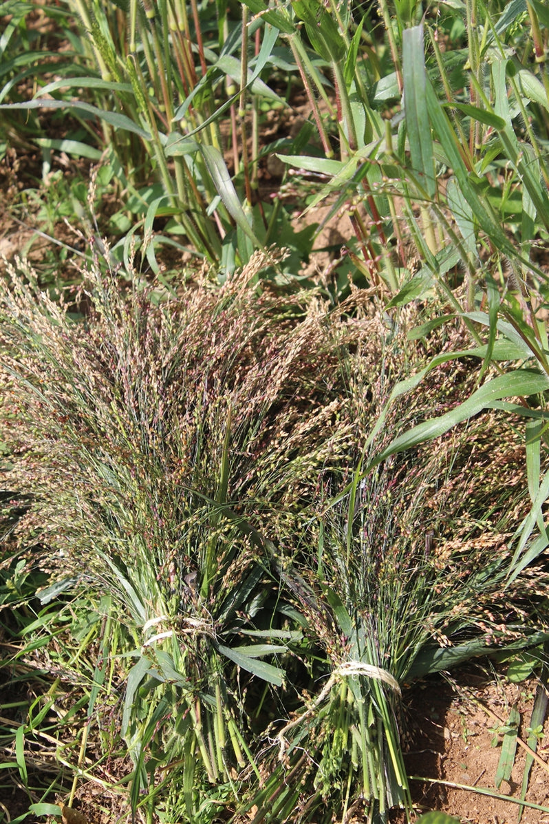 Bronze Proso Millet Seeds - Grown in Nova Scotia Canada — Annapolis Seeds