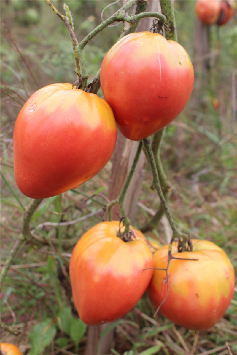 Beefsteak Tomatoes - Rare and Heirloom Seeds Grown in Nova Scotia ...
