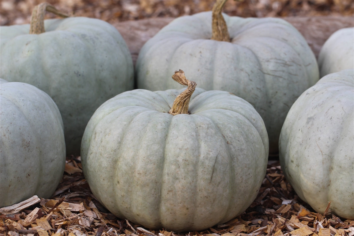 Crown Pumpkin Seeds — Annapolis Seeds