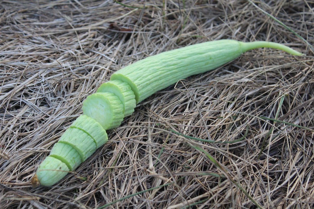Lebanese Metki Cucumber — Annapolis Seeds