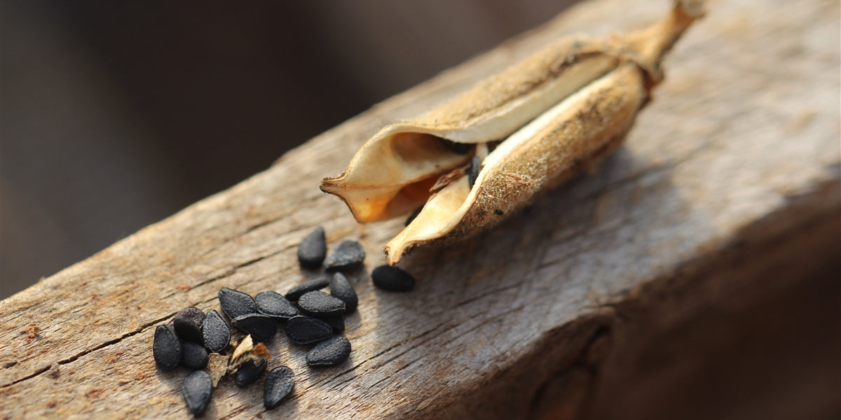 Black Sesame Seeds - Northern Climate Sesame - Grown in Nova Scotia ...