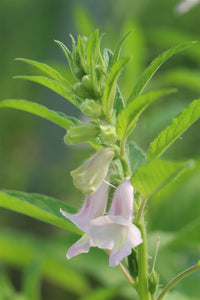 Black Sesame Seeds - Northern Climate Sesame - Grown in Nova Scotia ...