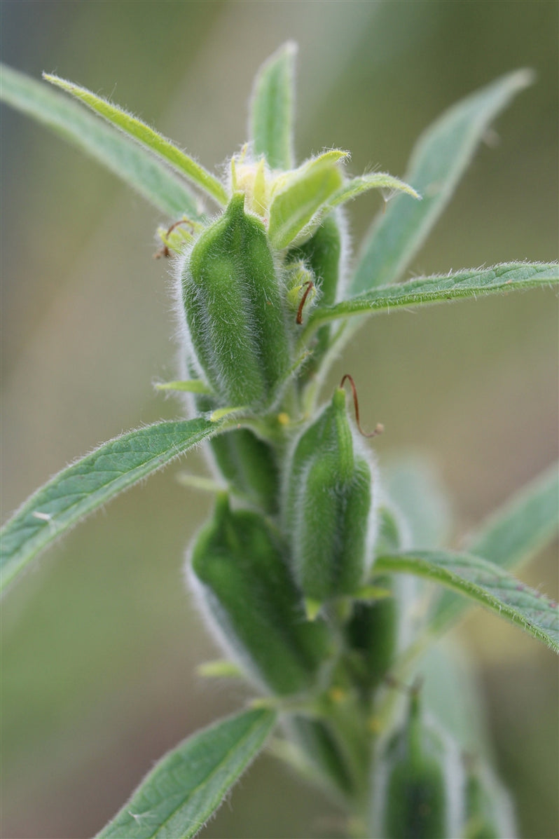 Black Sesame Seeds - Northern Climate Sesame - Grown in Nova Scotia ...