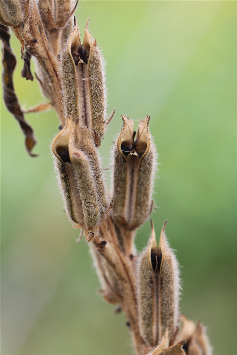 Black Sesame Seeds - Northern Climate Sesame - Grown in Nova Scotia ...