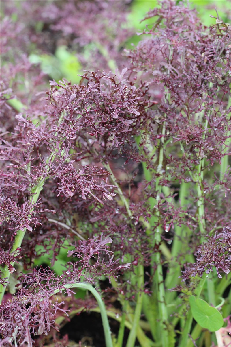 Scarlet Frills Mustard Seeds - Grown in Nova Scotia — Annapolis Seeds