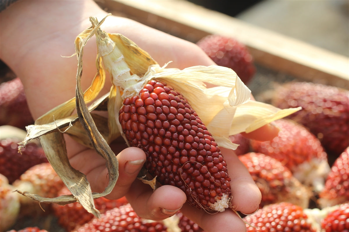Strawberry Popcorn Seeds - Grown in Nova Scotia — Annapolis Seeds