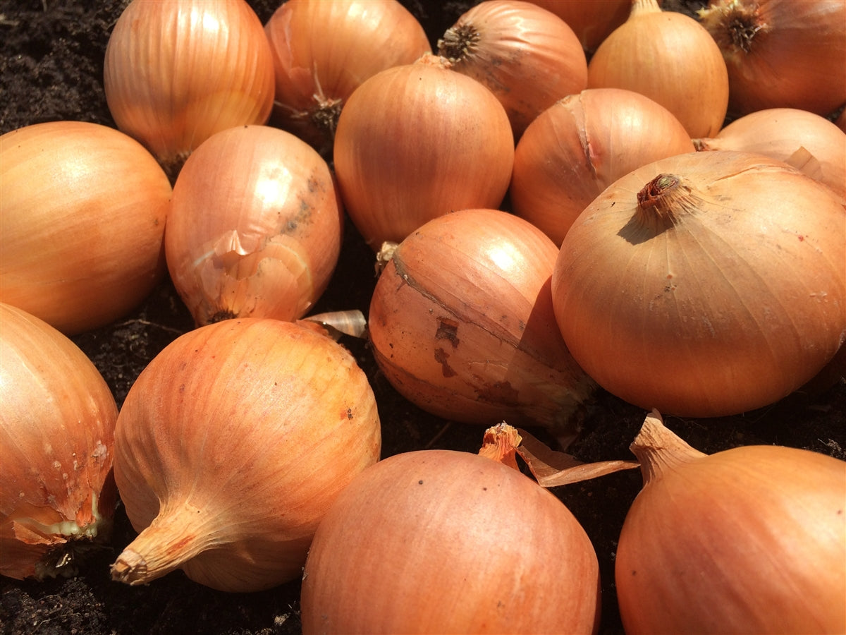 Dakota Tears Onion Seeds - Grown in Nova Scotia Canada — Annapolis Seeds