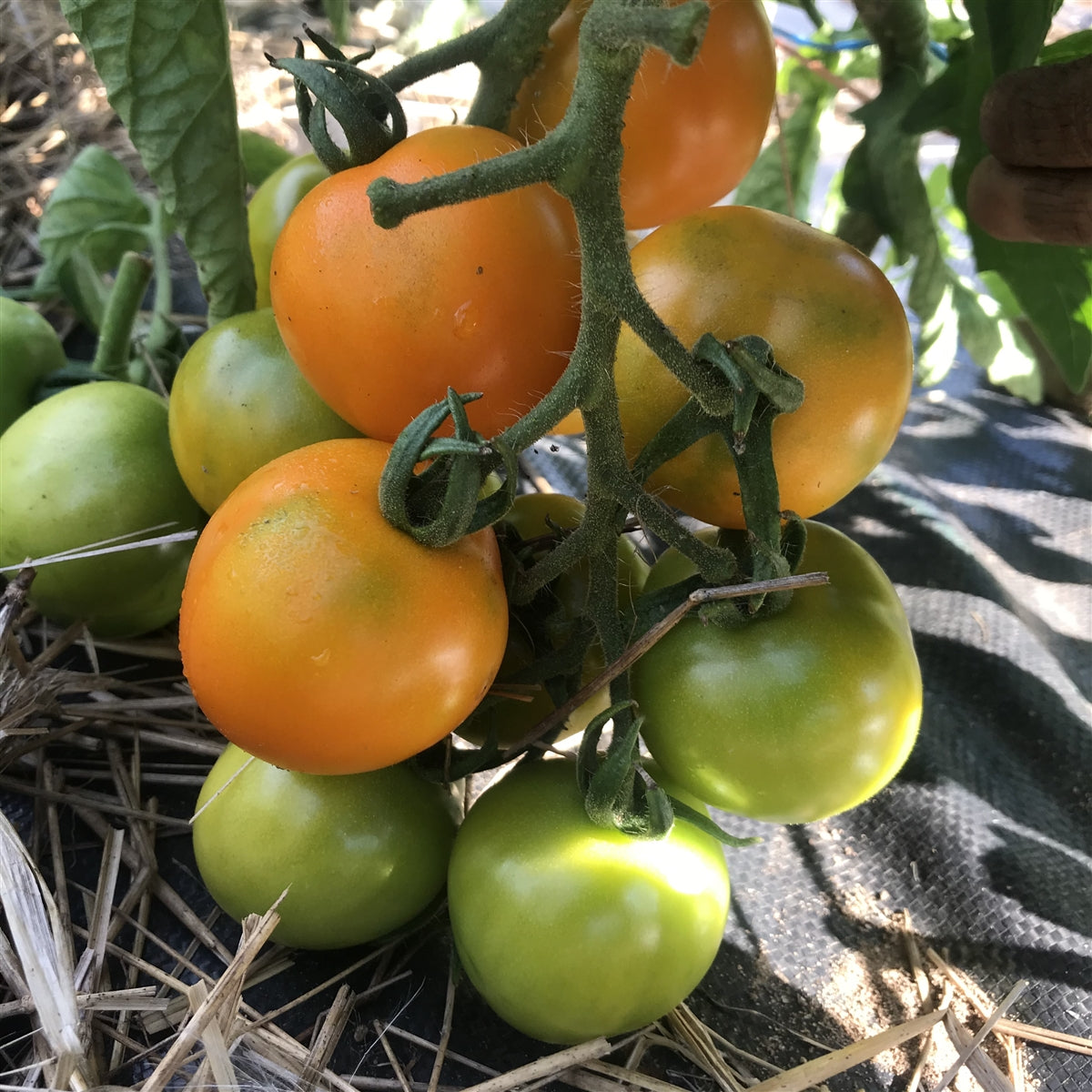 Mini Orange Tomato Seeds - Grown in Nova Scotia — Annapolis Seeds