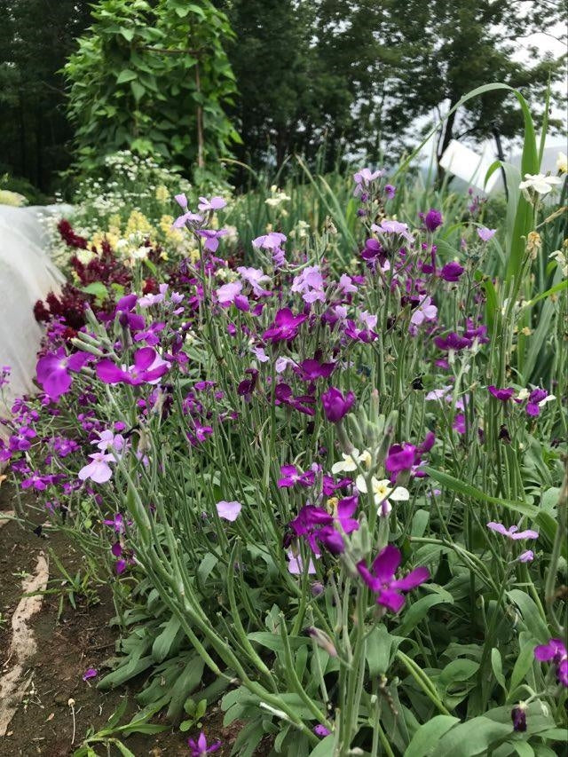 Dwarf Stocks (Matthiola incana) Seeds - Grown in Nova Scotia Canada ...