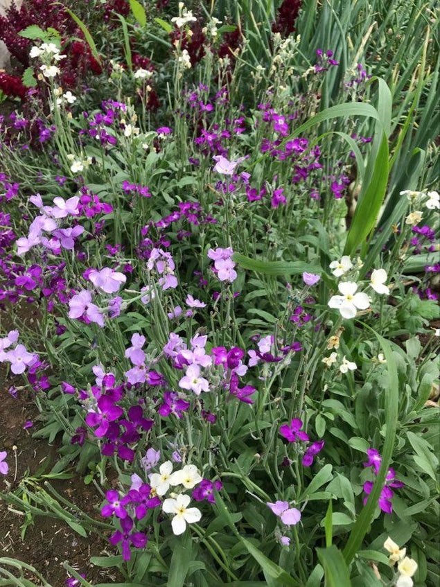 Dwarf Stocks (Matthiola incana) Seeds - Grown in Nova Scotia Canada ...