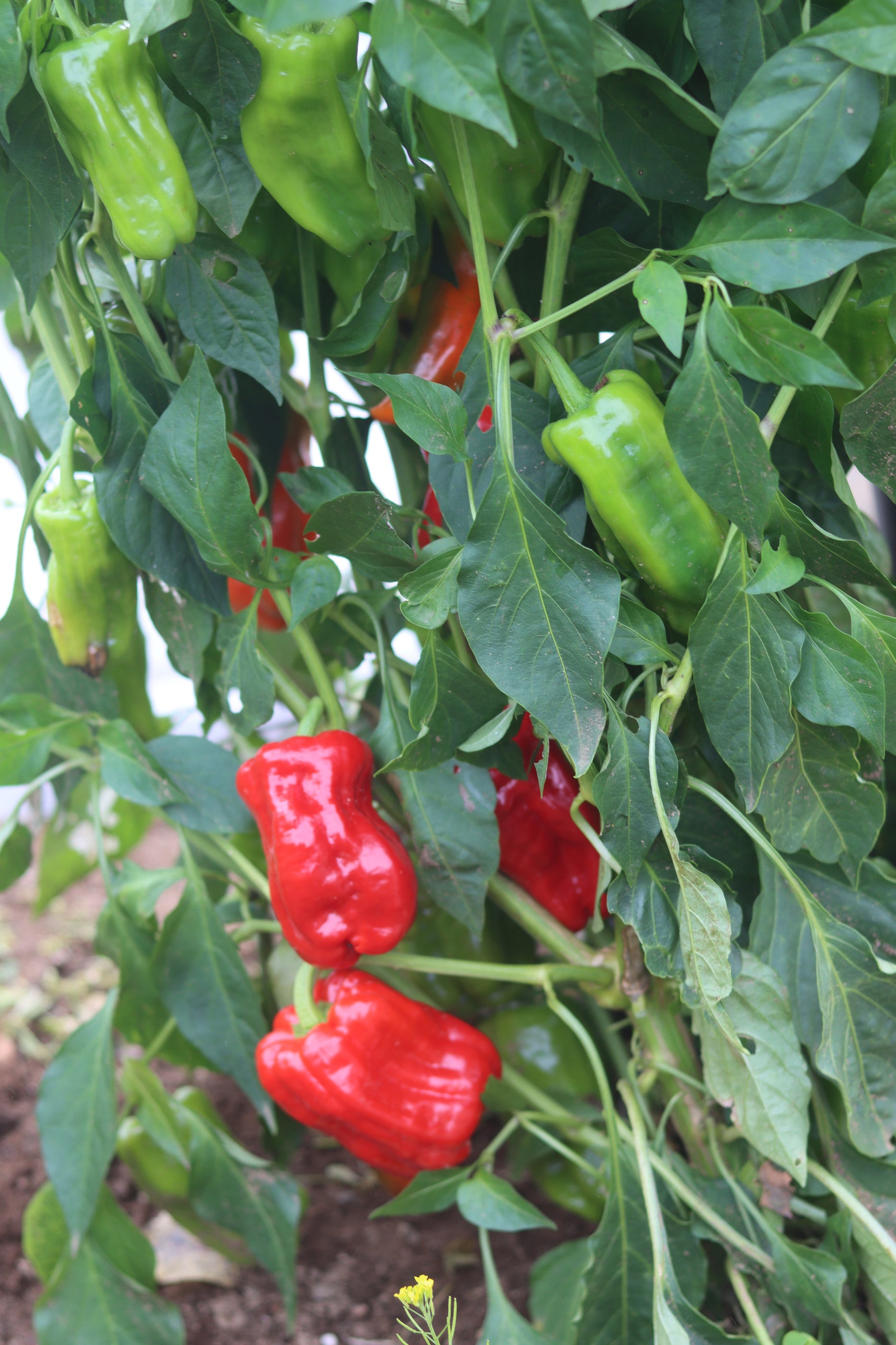 Aleppo Hot Peppers Seeds - Grown in Nova Scotia Canada — Annapolis Seeds