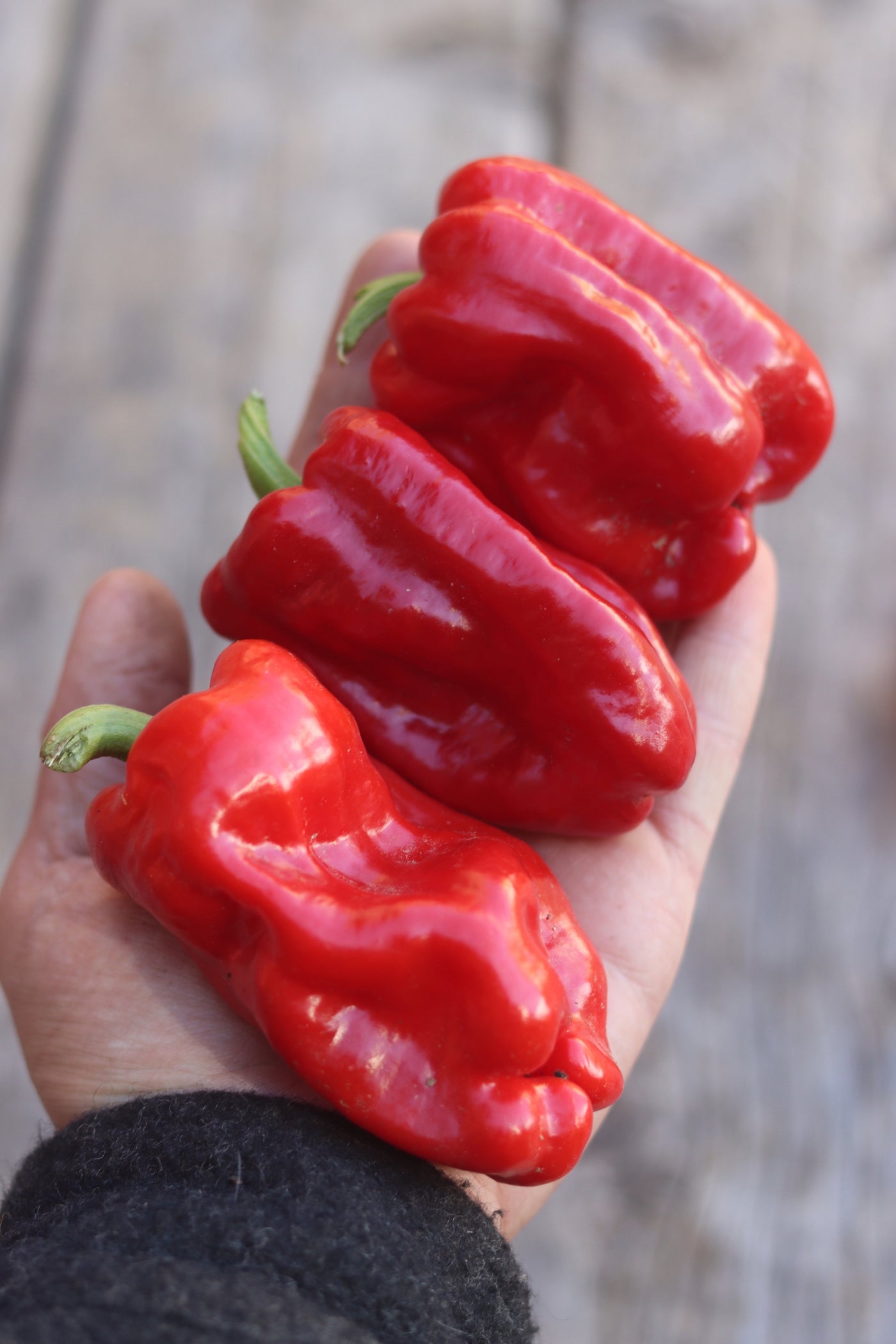 Aleppo Hot Peppers Seeds - Grown in Nova Scotia Canada — Annapolis Seeds
